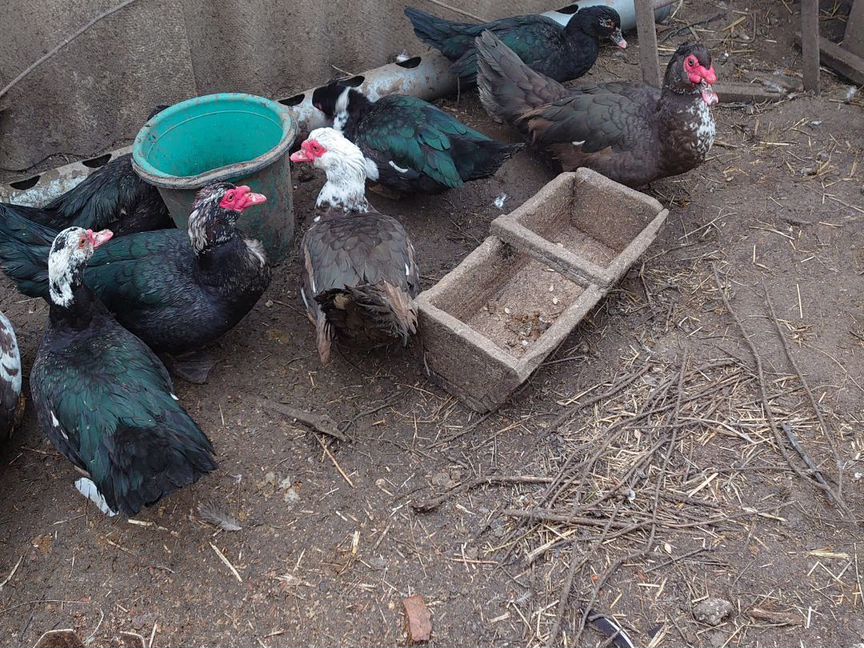 Селезни индоуток- шипуны- шоколад