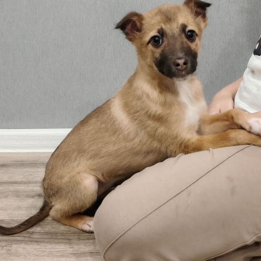 Щенок в добрые руки