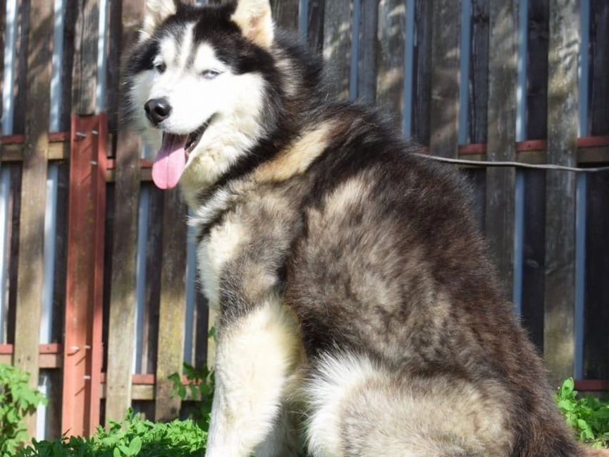 Хаски Один ищет дом