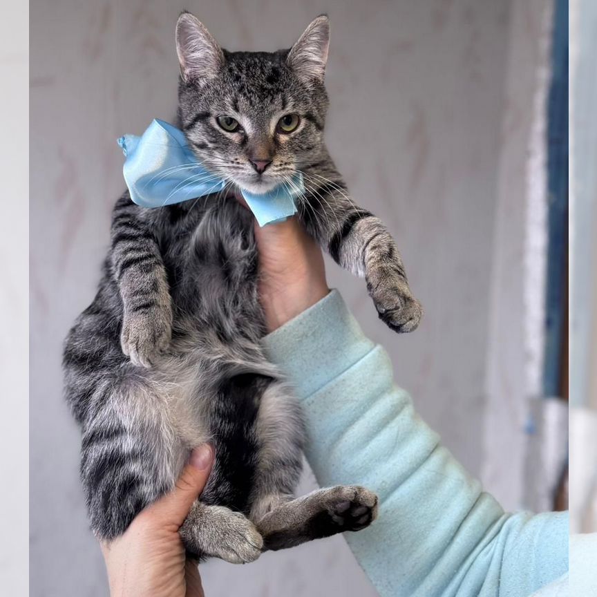 Котенок Твистер ищет дом