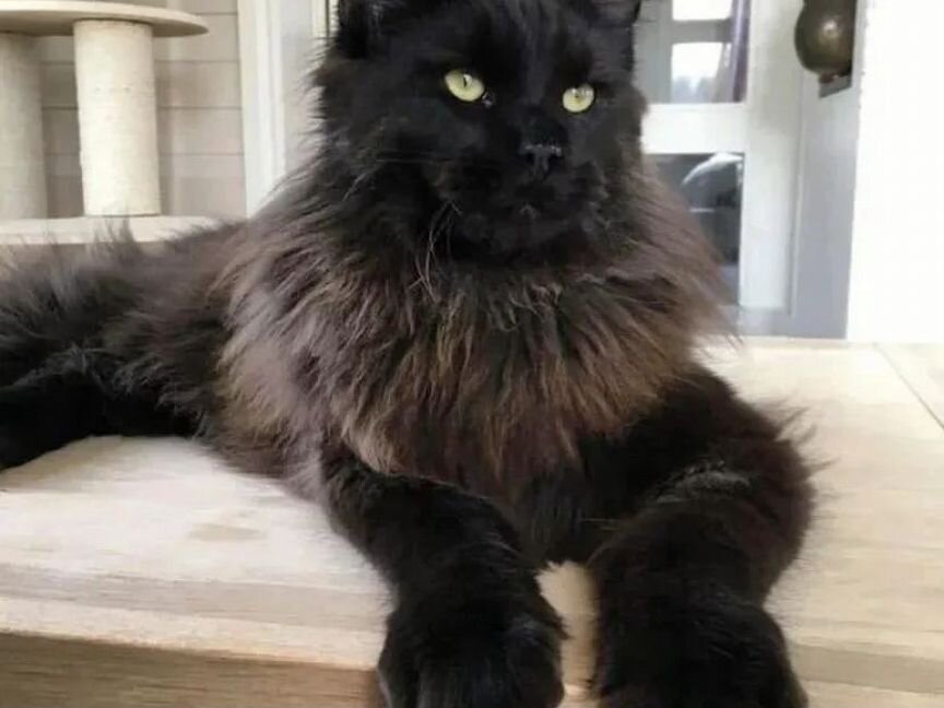 Мейн-кун вязка