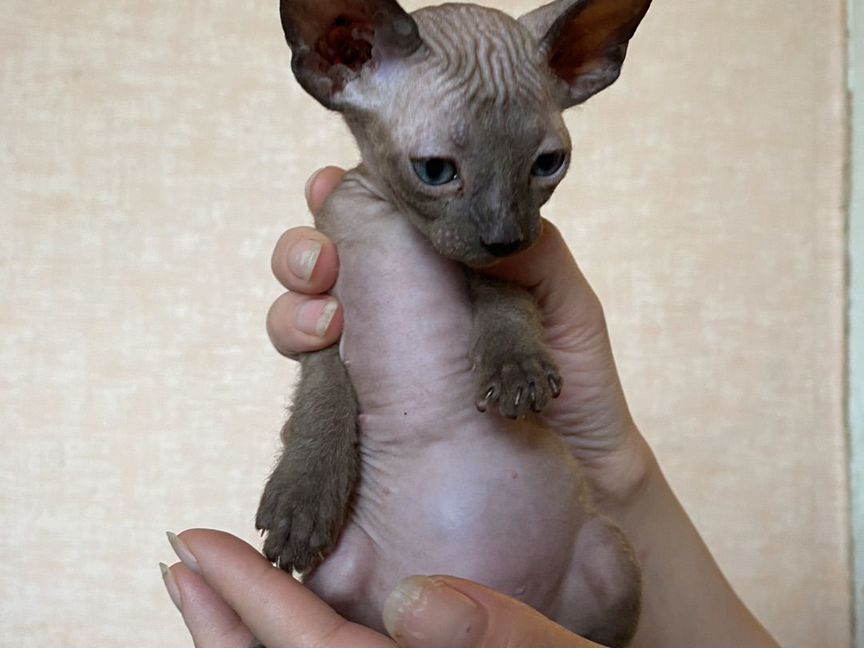 Канадский сфинкс котенок девочка и мальчик