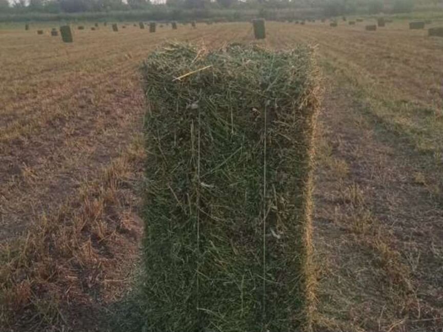 Сено луговое