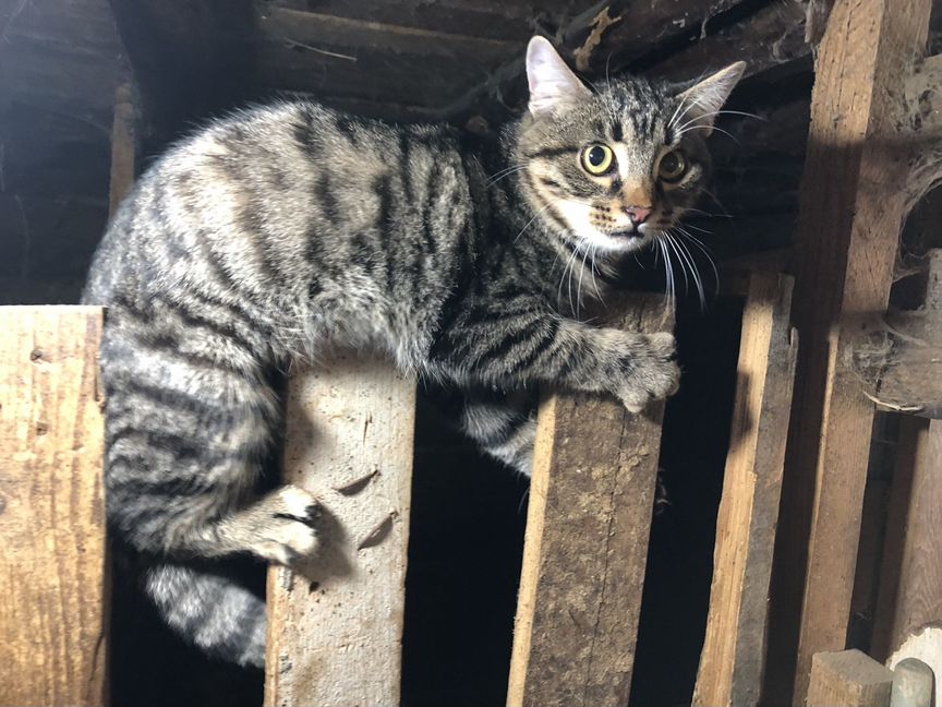 Котик потеряшка ищет хозяев или добрые руки