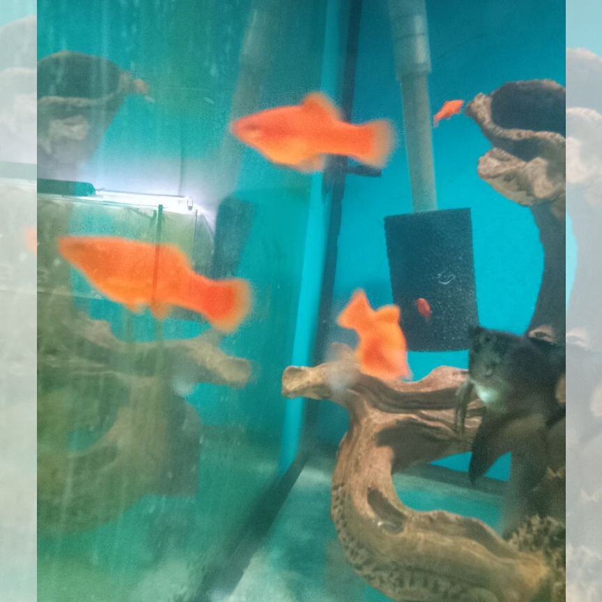 Меченосцы гибриды Брокколи