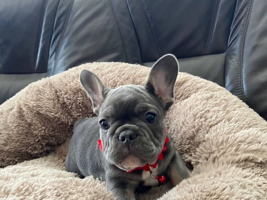 Французский бульдог девочка 2 мес