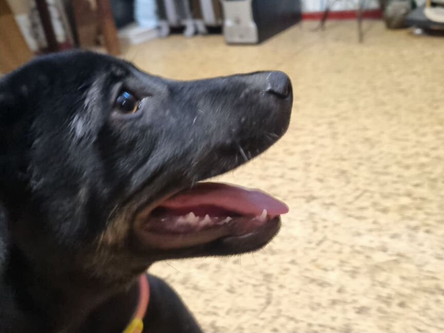 Найдена собака