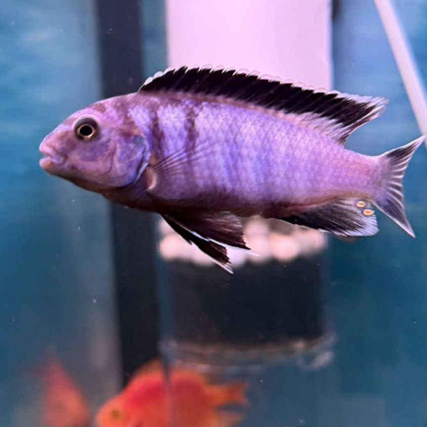 Малавийские цихлиды