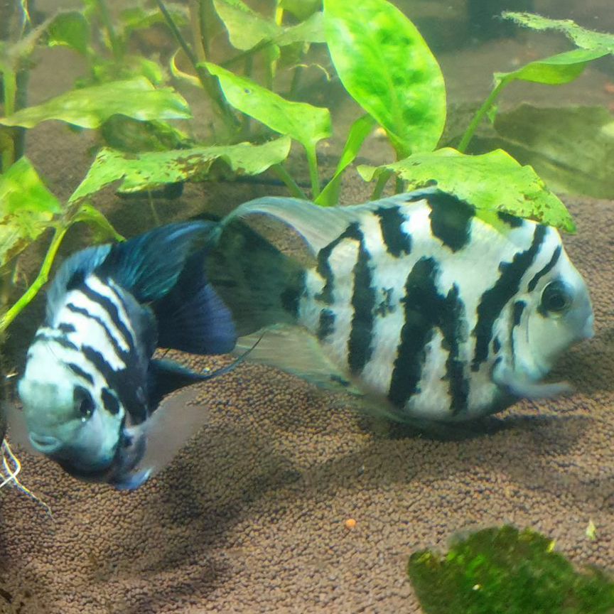 Рыбка сапфировый попугай