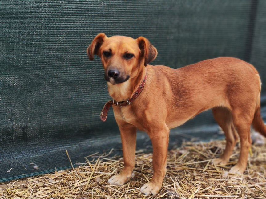 Маленькая собачка, Соня