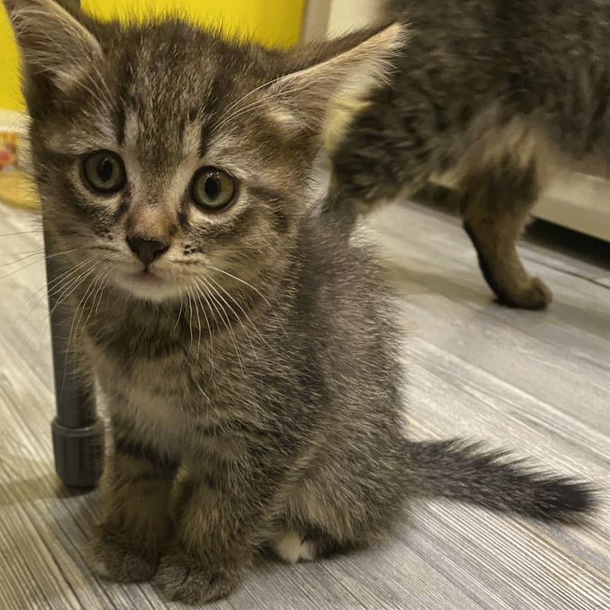 Котёнок в добрые руки