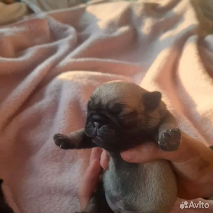 Продаются щеночки Мопсиков