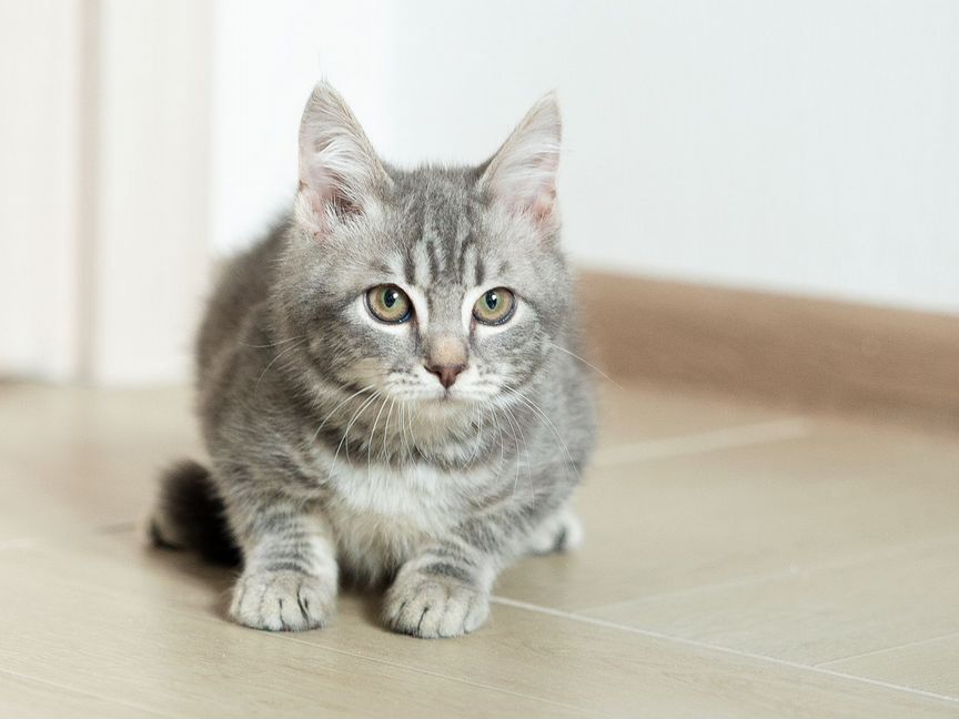 Мраморный котёнок