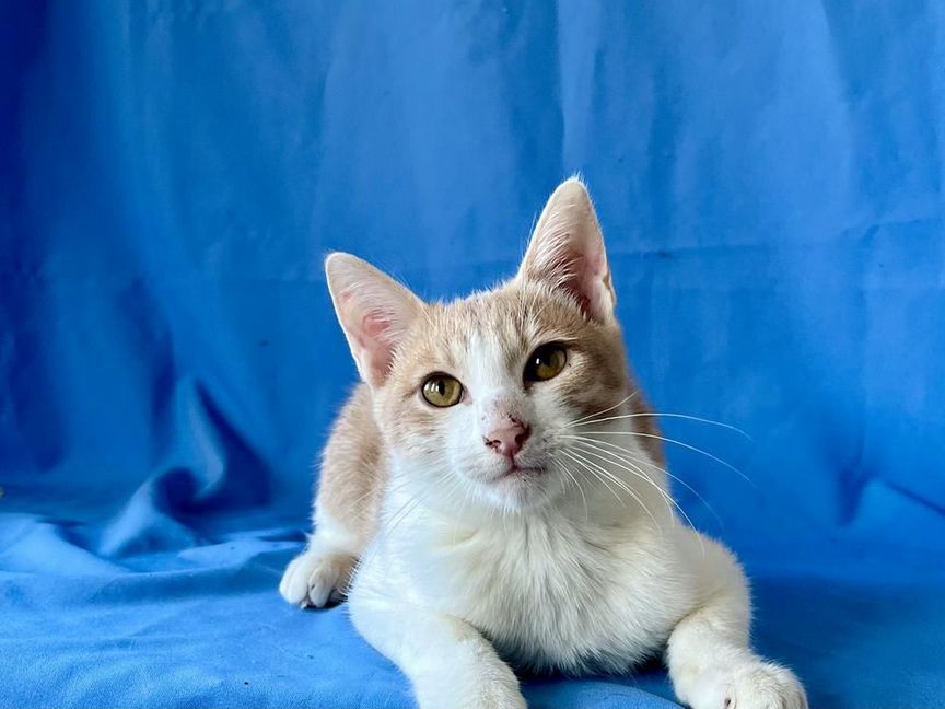 Котенок ищет дом