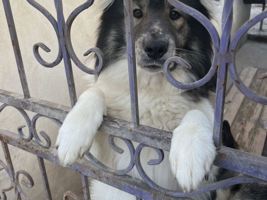 Собака