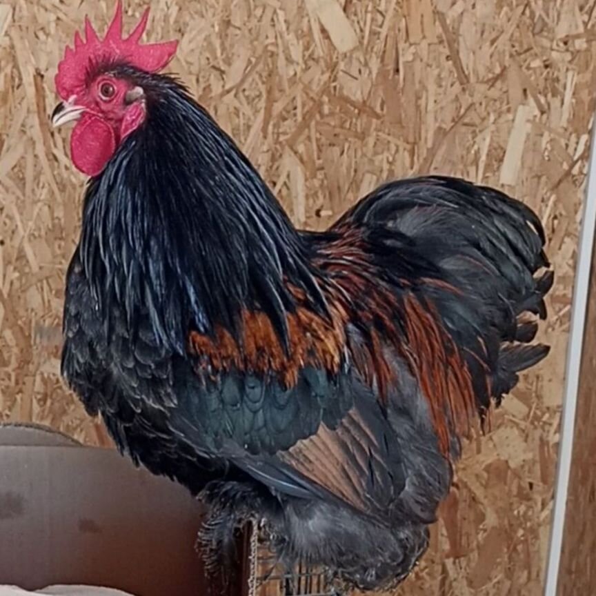 Петух карликового кохинхина