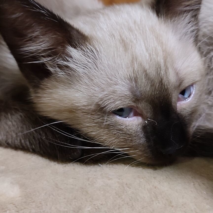 Сиамский котенок мальчик