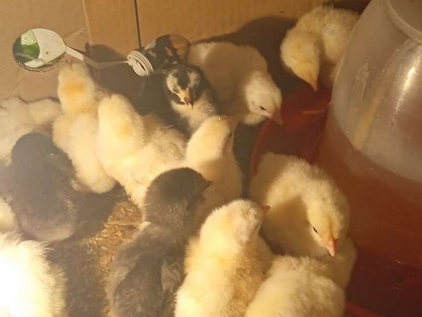 Цыплята бройлеры суточные