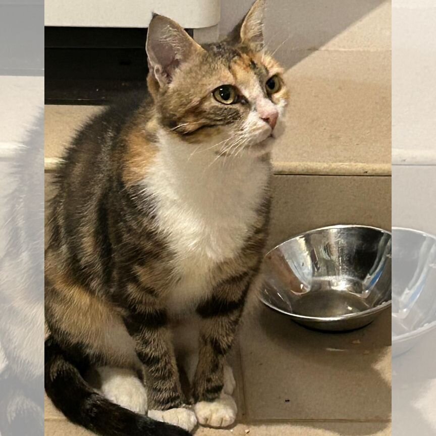 Очень ласковая трехцветная кошка в дар