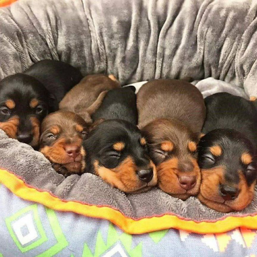 Щенки таксы