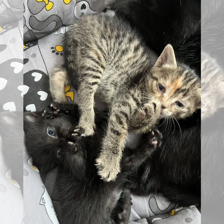 Котята в добрые руки