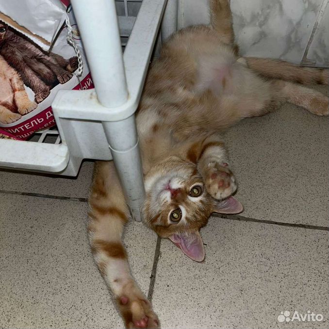 Рыжий котик-подросток в добрые руки