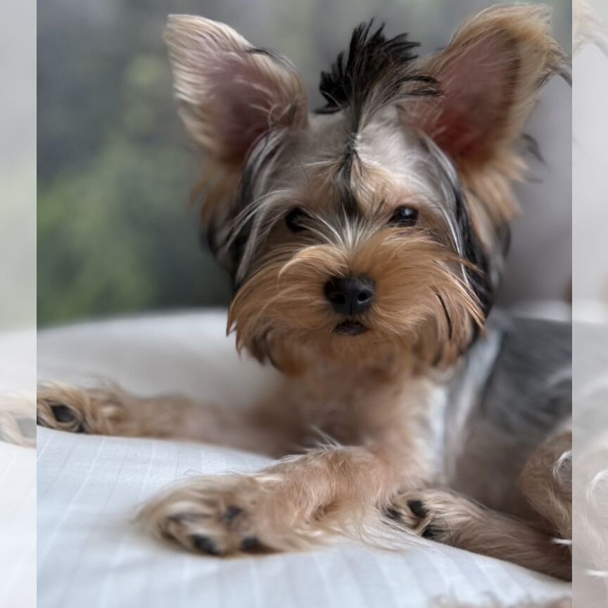 Йоркширский терьер, щенок