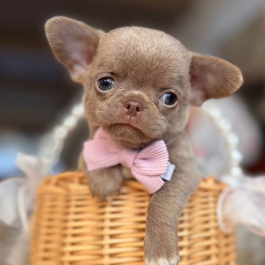 Чихуахуа, щенок
