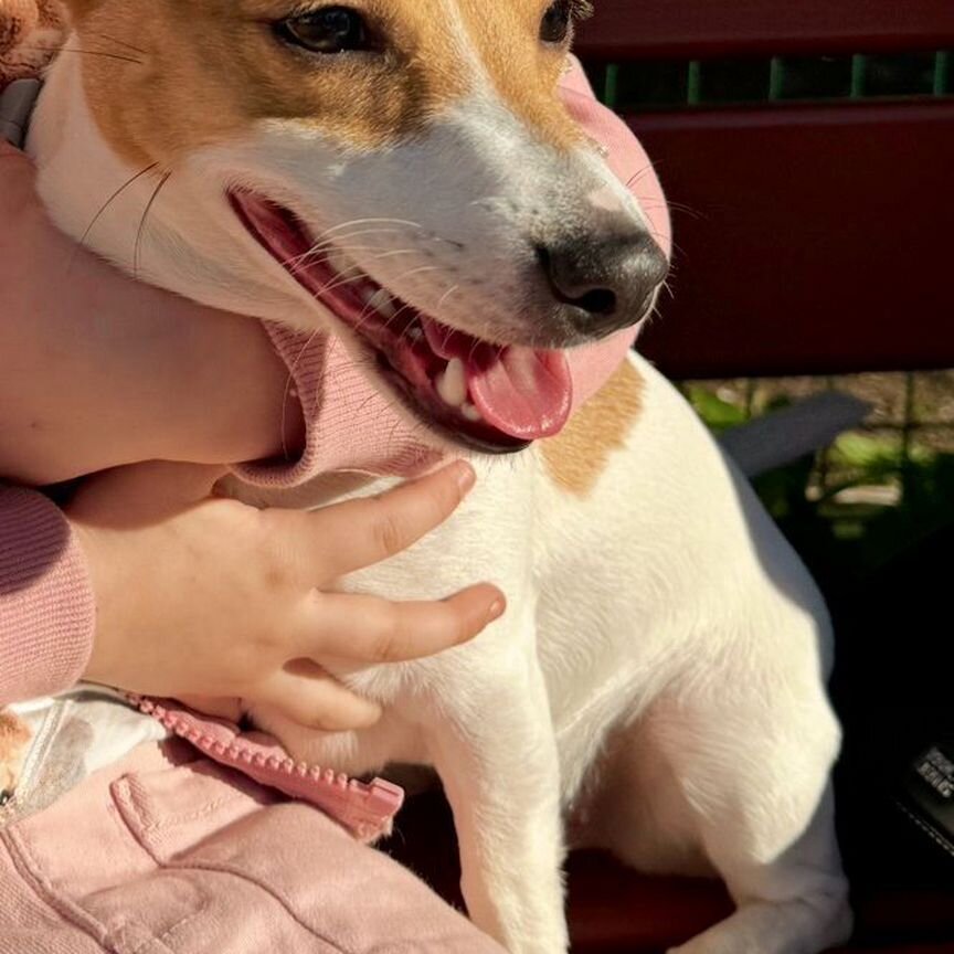 Джек рассел в добрые руки