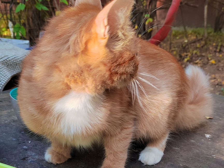 Рыжуля в дар (нежнейшая шёрстка)