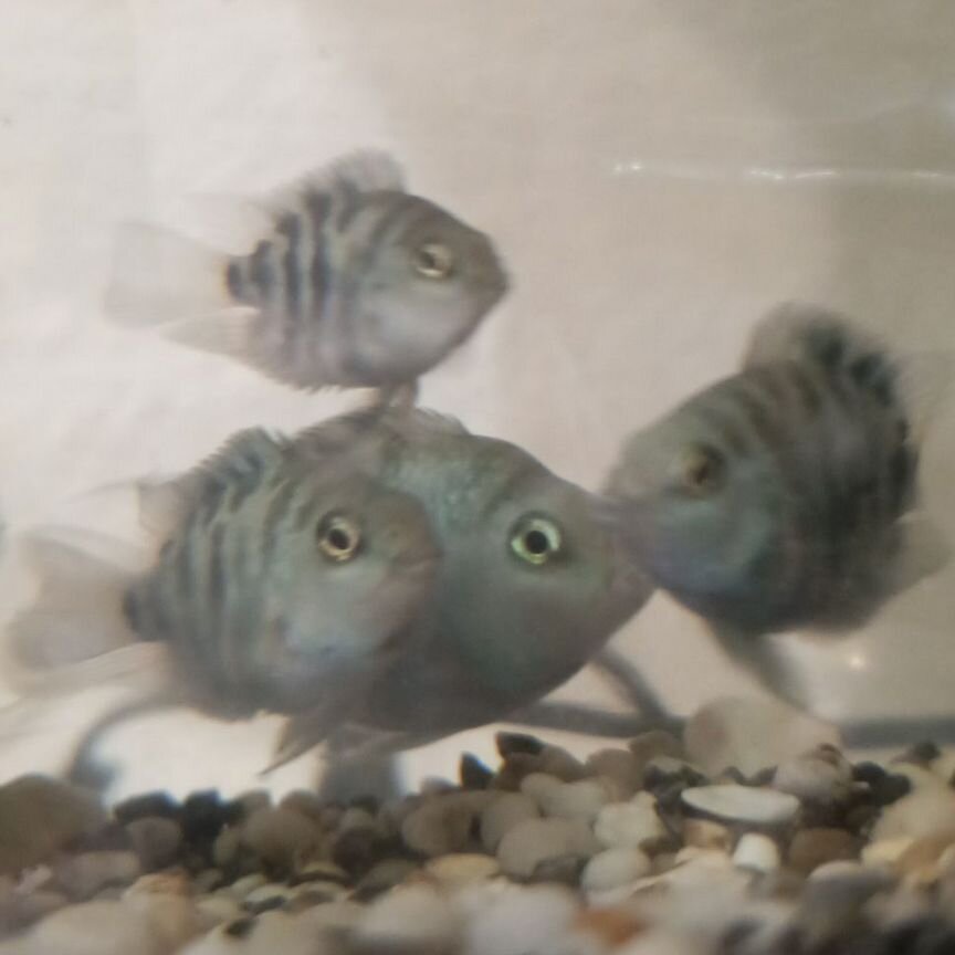 Рыбка сапфировый попугай