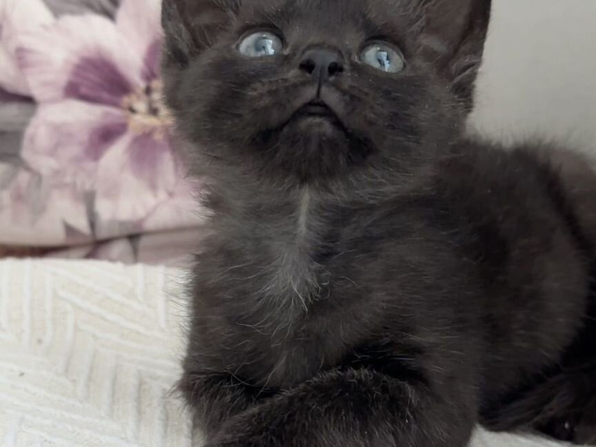 Ласковый котенок в добрые руки