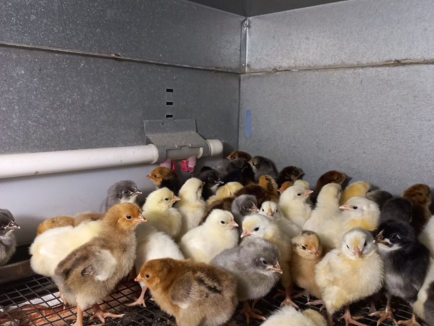 Цыплята несушки