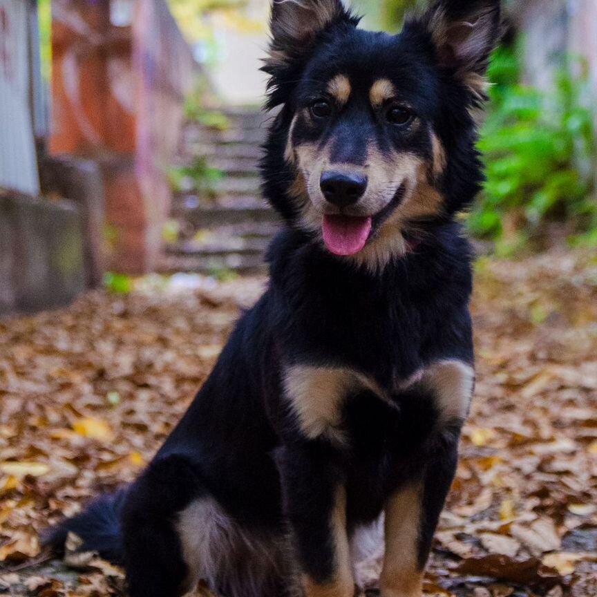 Отдам в добрые руки собаку