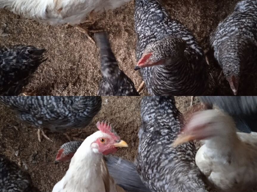 Петушки коралл ник и гриз бар