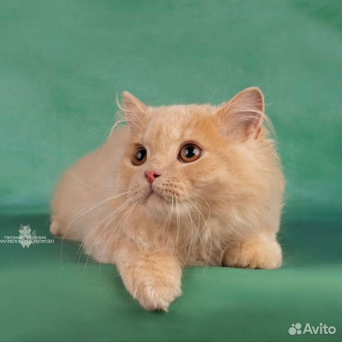 Британский длинношёрстный котёнок котята питомник
