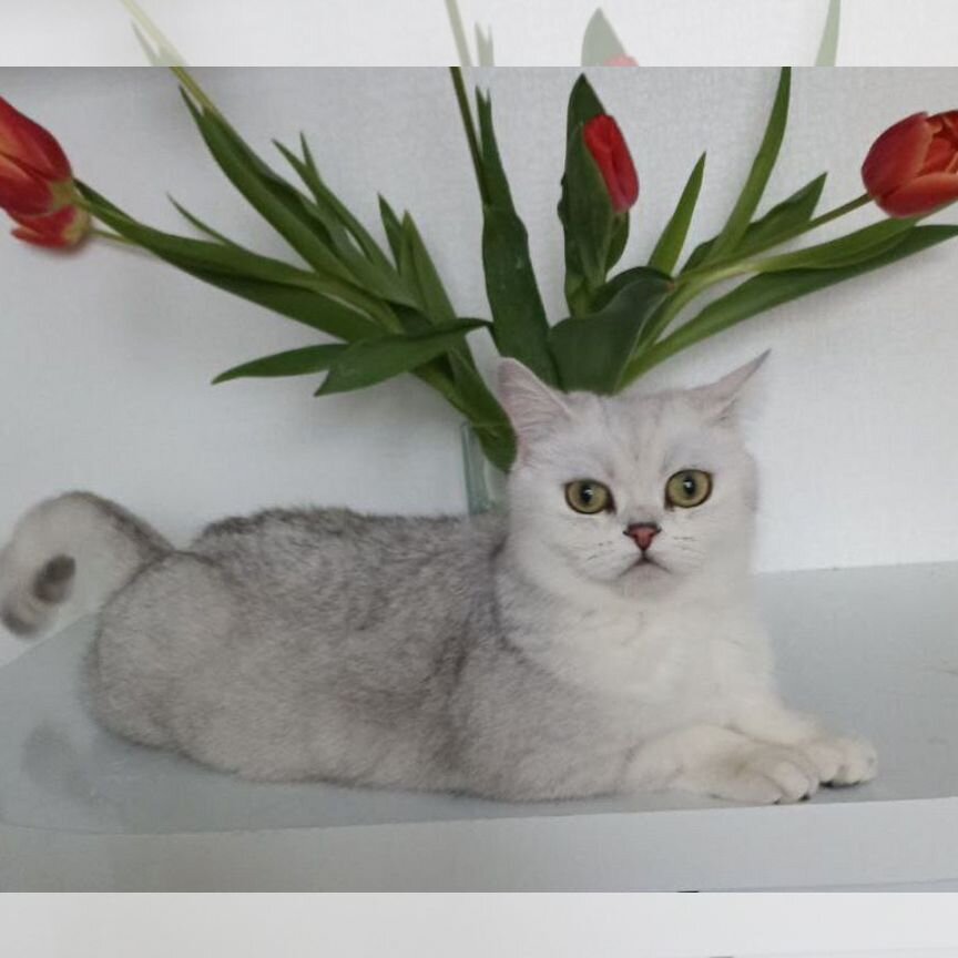 Шотландская прямоухая короткошёрстная, взрослая кошка