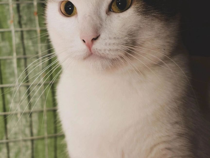 Кошечка Ксана