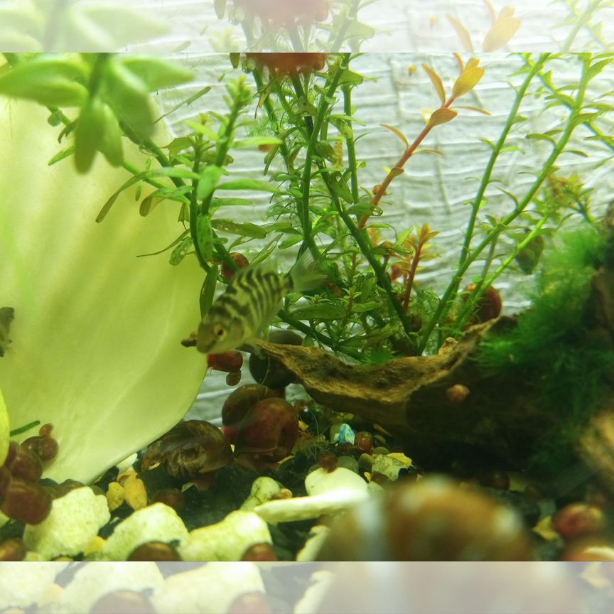 Аквариумные рыбки изумрудный попугай