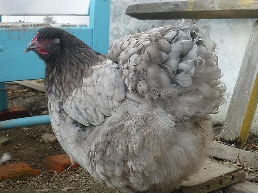 Курочки