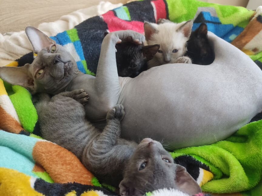 Сфинкс котенок