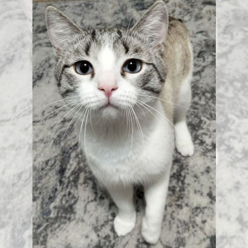 Взрослый кот в добрые руки