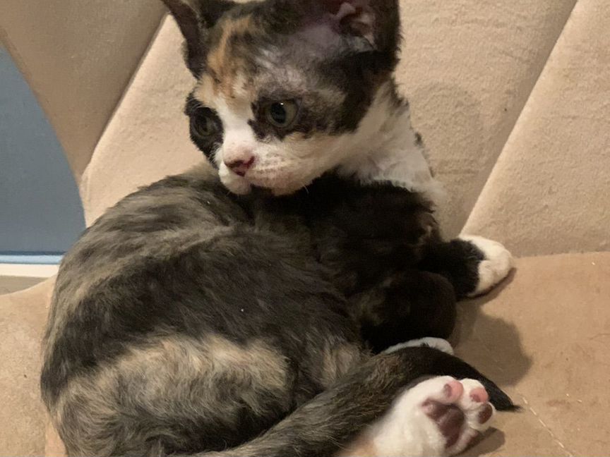 Котята девонята