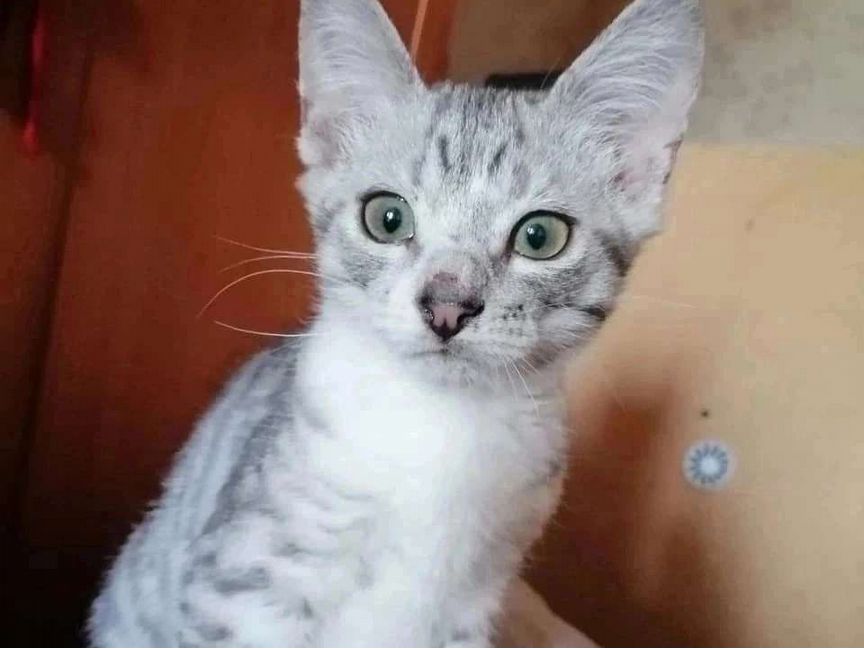 Котенок Степашка в хорошую семью бесплатно