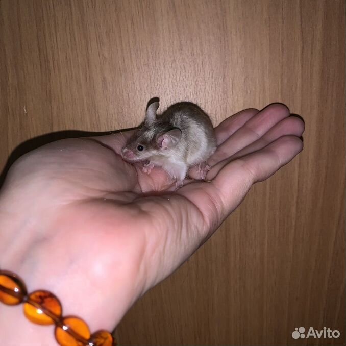 Декоративные мышки девочки