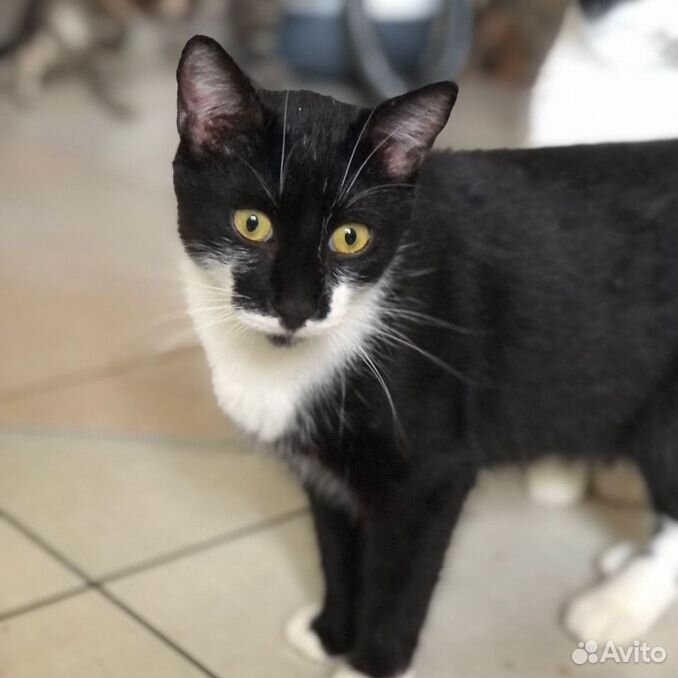 Котята в добрые руки Чук