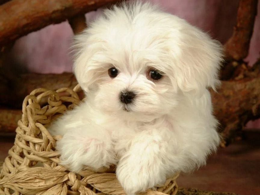 Мальтийская болонка щеночки