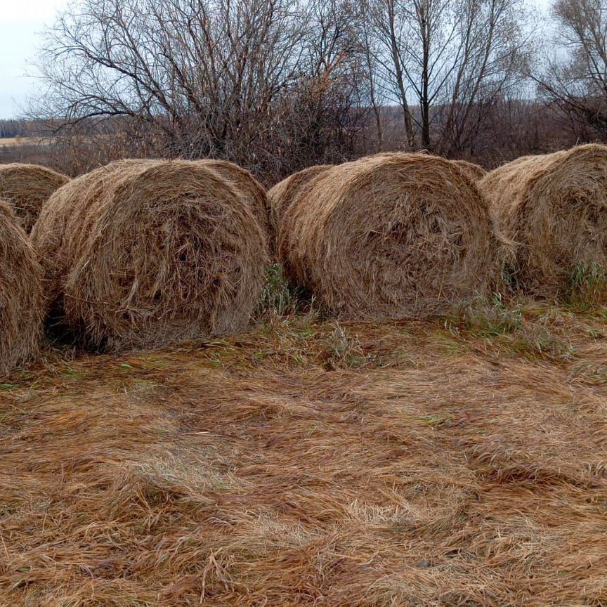 Сено в рулонах