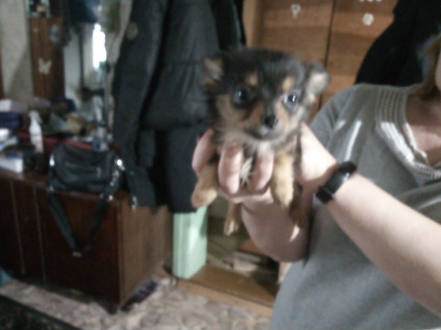 Щенки русский терьер две девочки 1,5 месяца