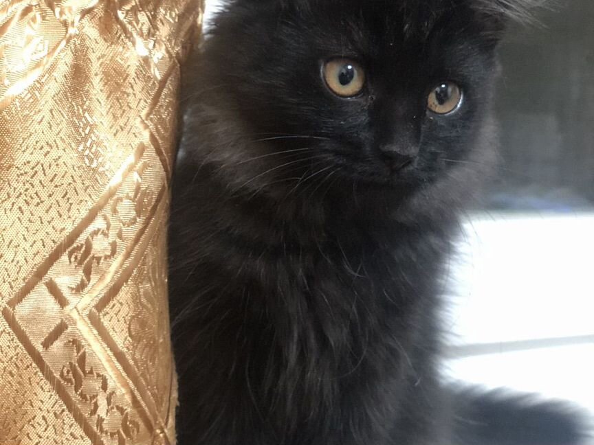 Кошка черная/ котенок черный 3 мес отдам